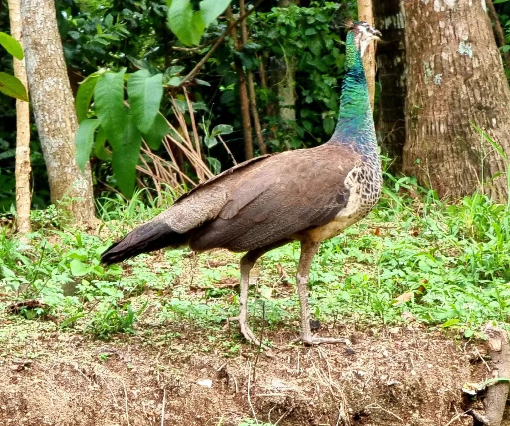 Asia – Sri Lanka – Parcul Național Udawalawe - Marian Adventures